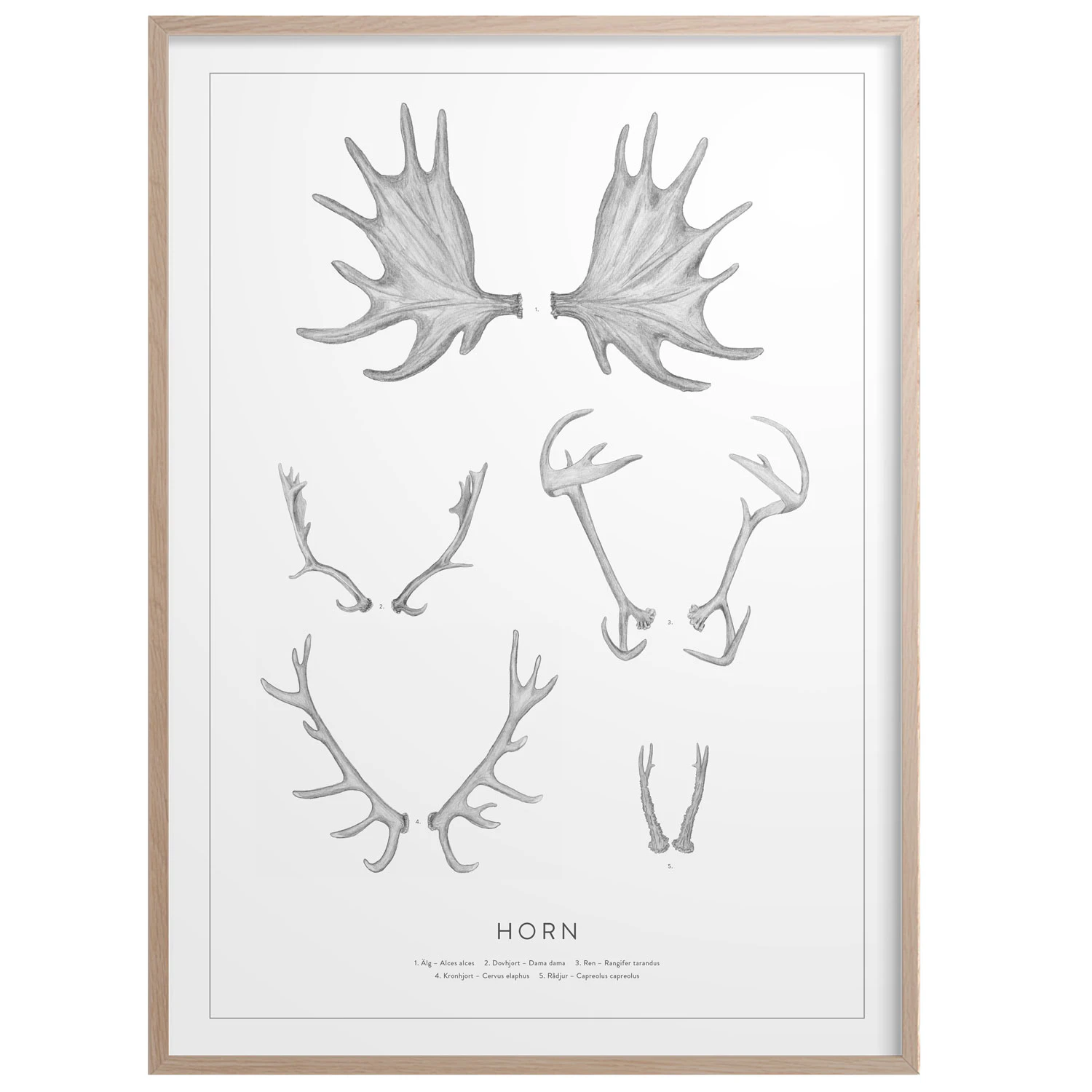 Horn Poster 50x70 cm from Kunskapstavlan® | RoyalDesign.co.uk
